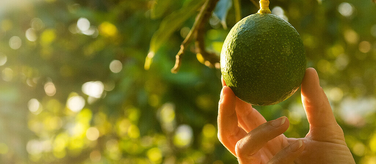 Food | Bundaberg Ag-Food & Fibre Alliance