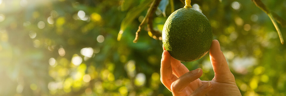 Food | Bundaberg Ag-Food & Fibre Alliance